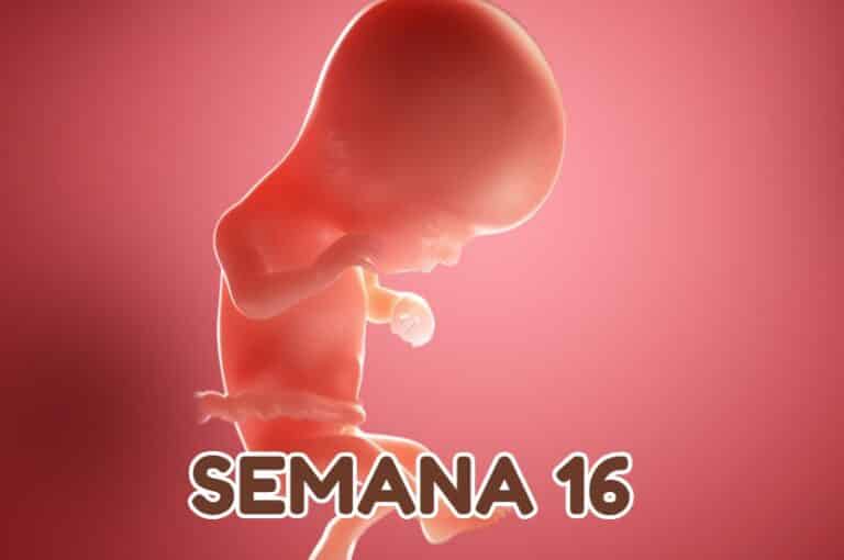 Embarazo mes a mes: 17 a 20 semanas - Embarazo y Bebes